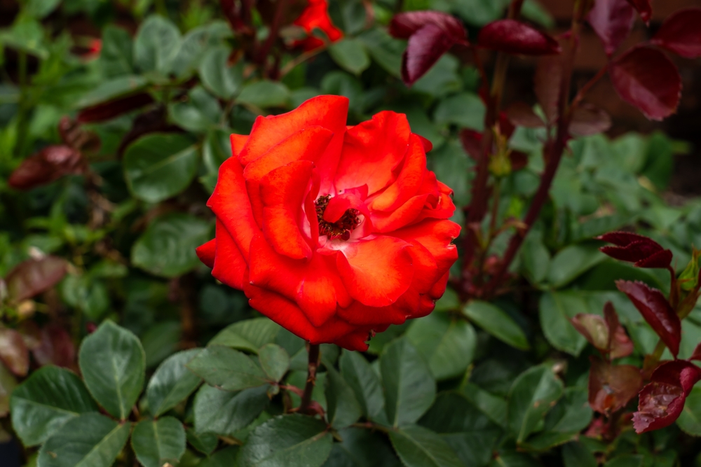 Reba McEntire Broke Down After One Song That Hit Too Close to Home ...