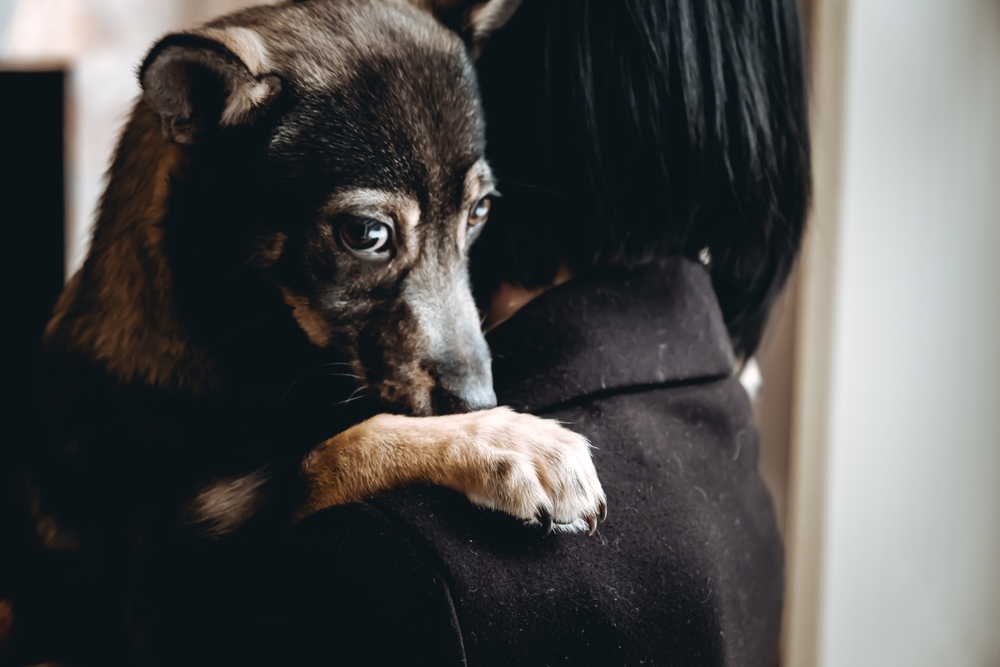 Pet owners strapped LED masks on their dogs and what happened next had ...