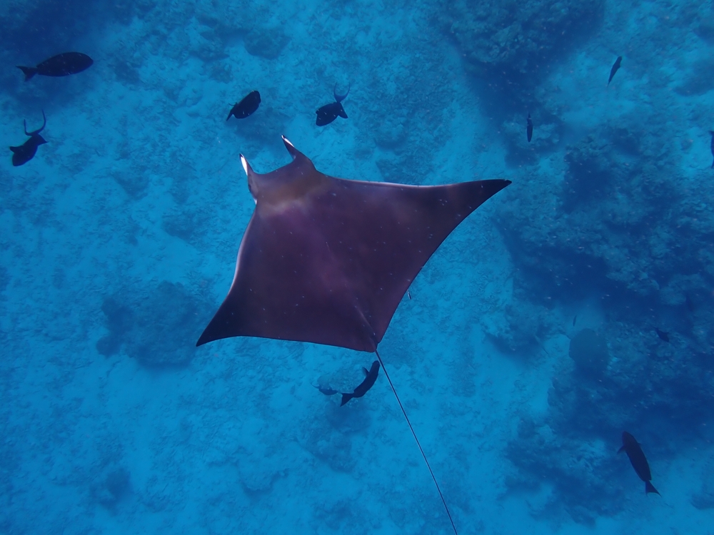 Scientists Caught a Suckerfish Using a Manta Ray Exit For Entry and Now ...
